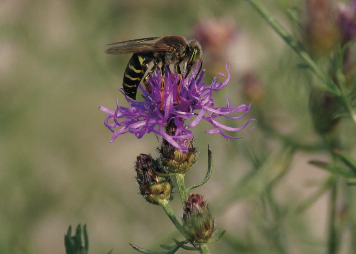 Spendenfinanziertes Naturparadies Grünhaus - DBU